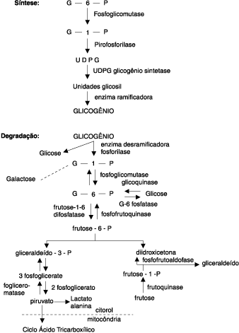 Rosana Bem: Metabolismo do Glicogênio