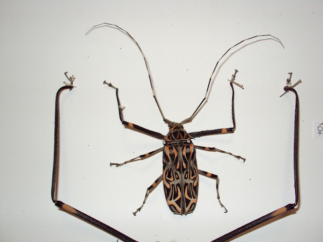 Ciência Minas: As longas pernas de Acrocinus longimanus