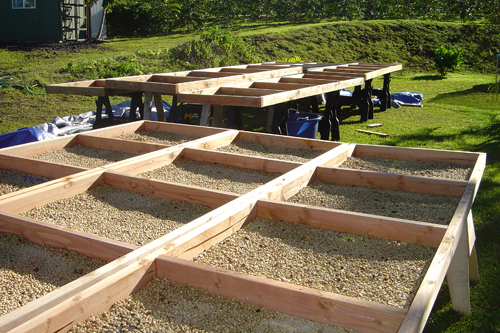 My Perfect Coffee: The Culture of Coffee Processing