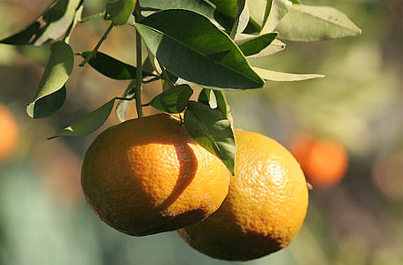 De la huerta al plato: Mandarinas de la China