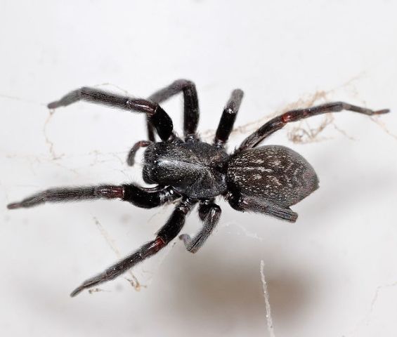 Survival & Outdoor Tips: Common Texas Spiders