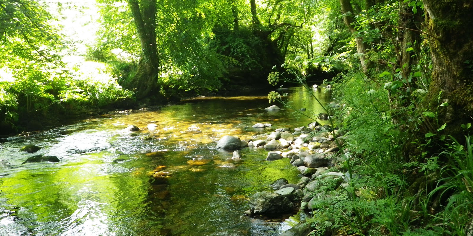 My Dartmoor Walks: Tuesday 16th July Plym Bridge