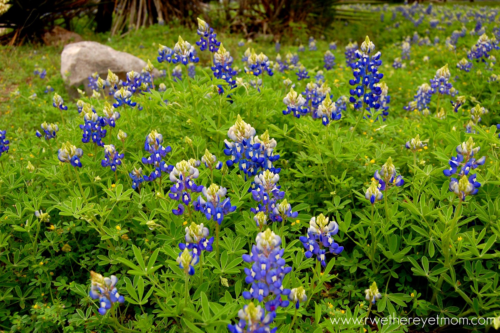 Texas Bluebonnets Are Here!! - R We There Yet Mom?