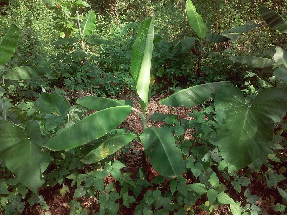 My Experiments With Farming: Banana Circle