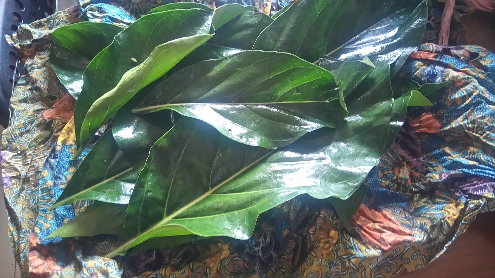 matahati: Daun Mengkudu Lapik Batu Tungku