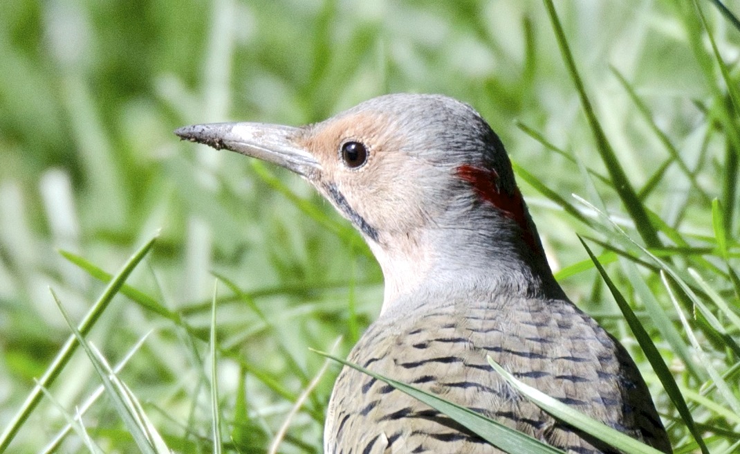 Urban Wildlife Guide: More Flickers