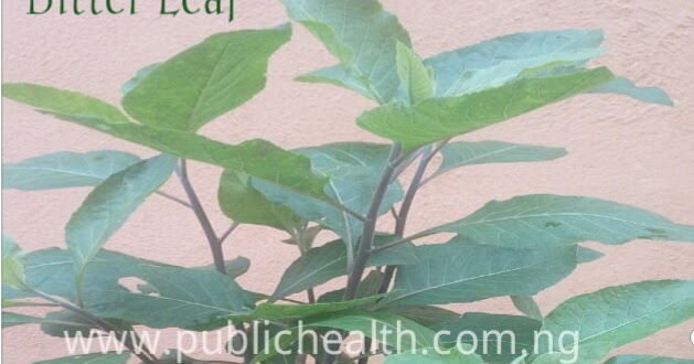 7 Amazing Health Benefits of Bitter Leaf