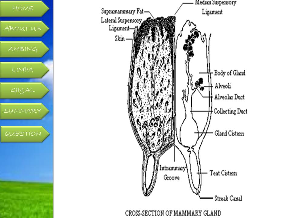 YanuarRamadhanUltraJaya (ASP BATCH 2): Anatomi Fisiologi : Struktur ...