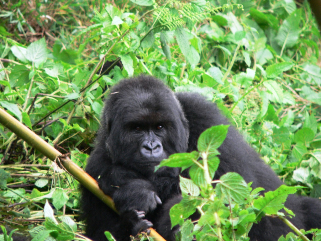 All About Animal Wildlife: Gorilla Animal Information and Photos