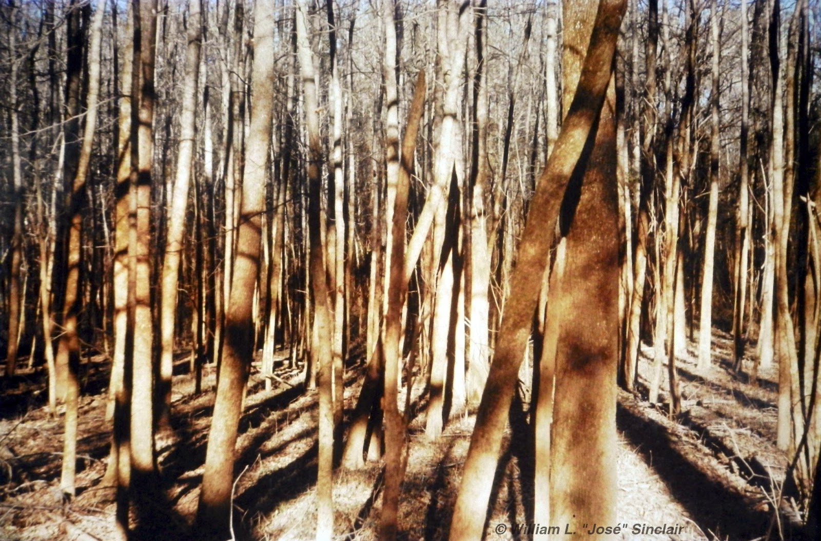 José Sinclair Photography: Oconee National Forest