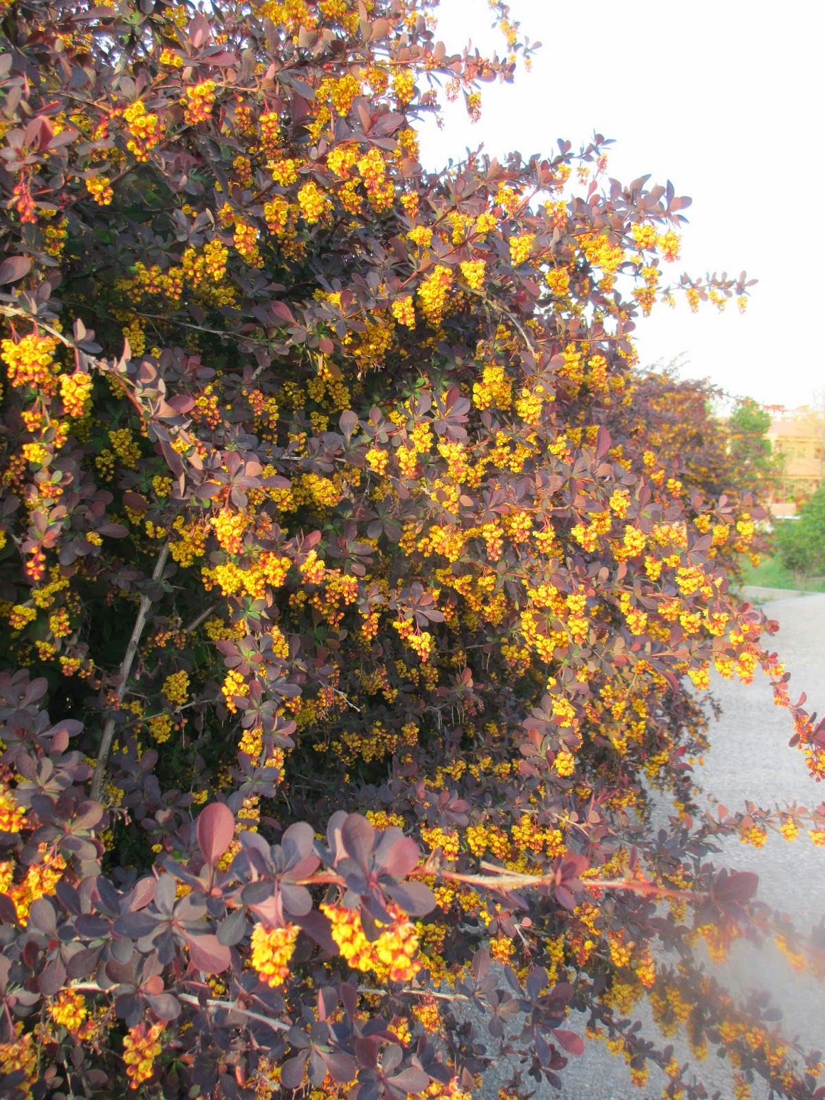 La Mar de VeRde: ARBUSTOS ORNAMENTALES