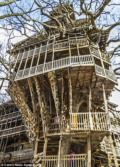 My Search for a Home: The World's Tallest Treehouses