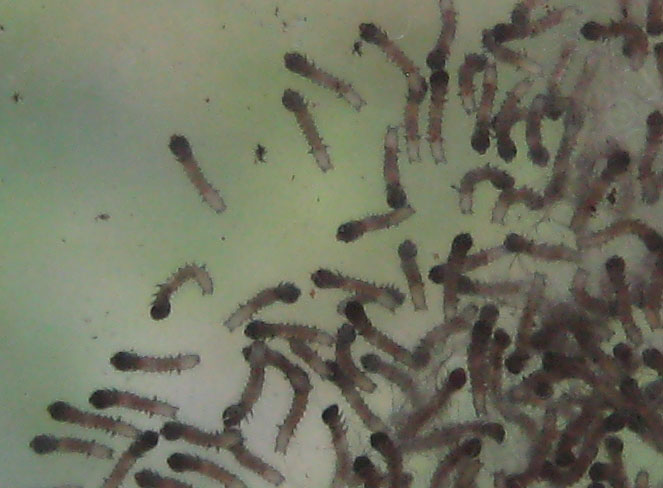 Woods Walks and Wildlife: August 2011