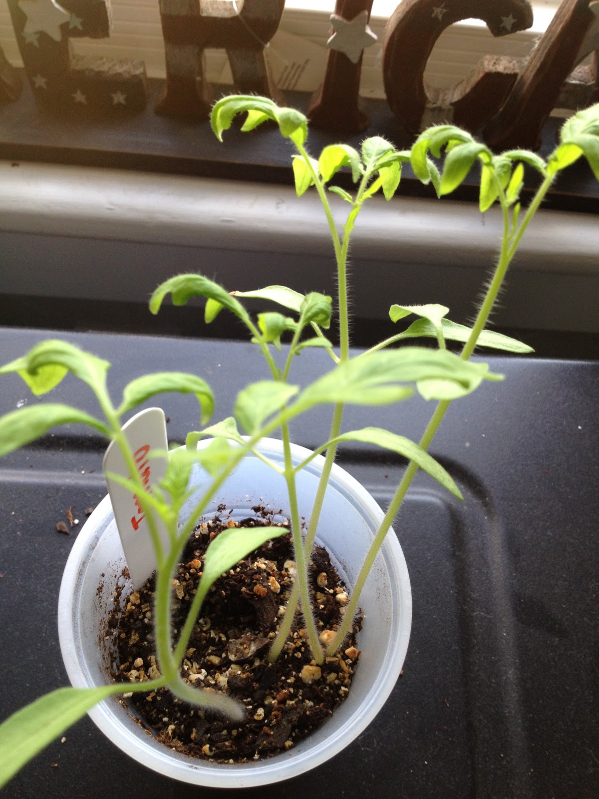 Baby Plant Project: First corn internode!