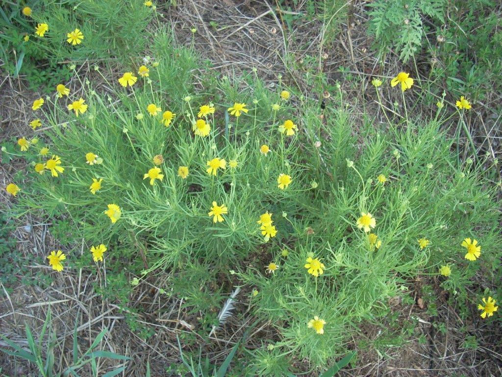 EMZ-Piney Post: The Lowly Bitterweed