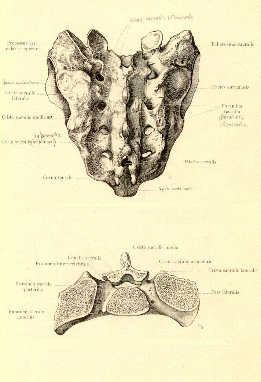 Anatómia: Vertebra - csigolya