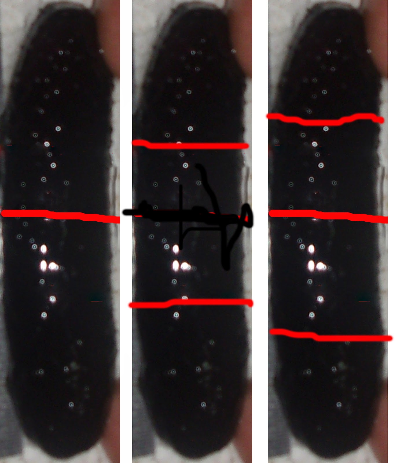 perbanyakan holothuria atra: BARU 2015. perbanyakan holothuria atra ...