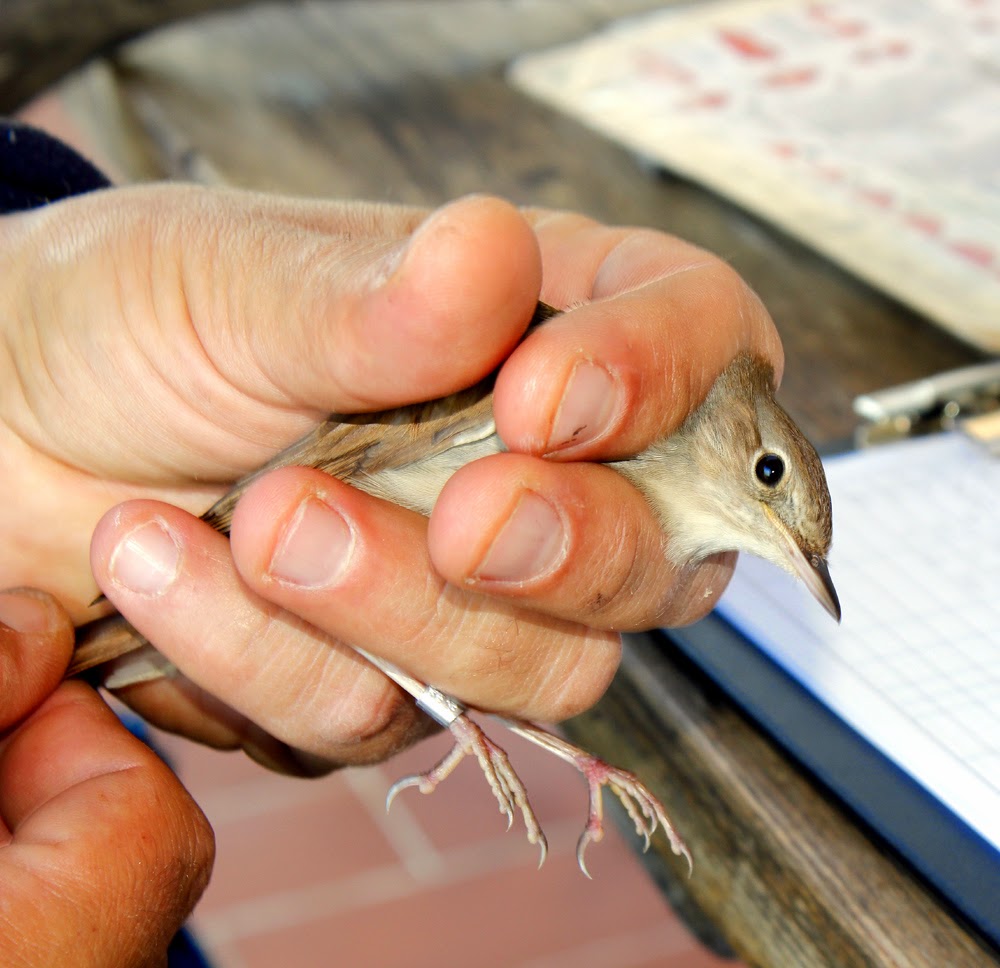 Another Bird Blog: CES Menorca Style