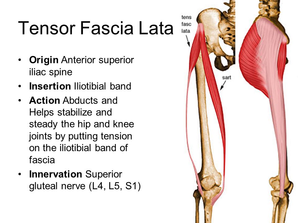 闊筋膜張肌與髂脛束(tensor fasciae latae muscle and iliotibial tract) | 職能治療陪你居家復健
