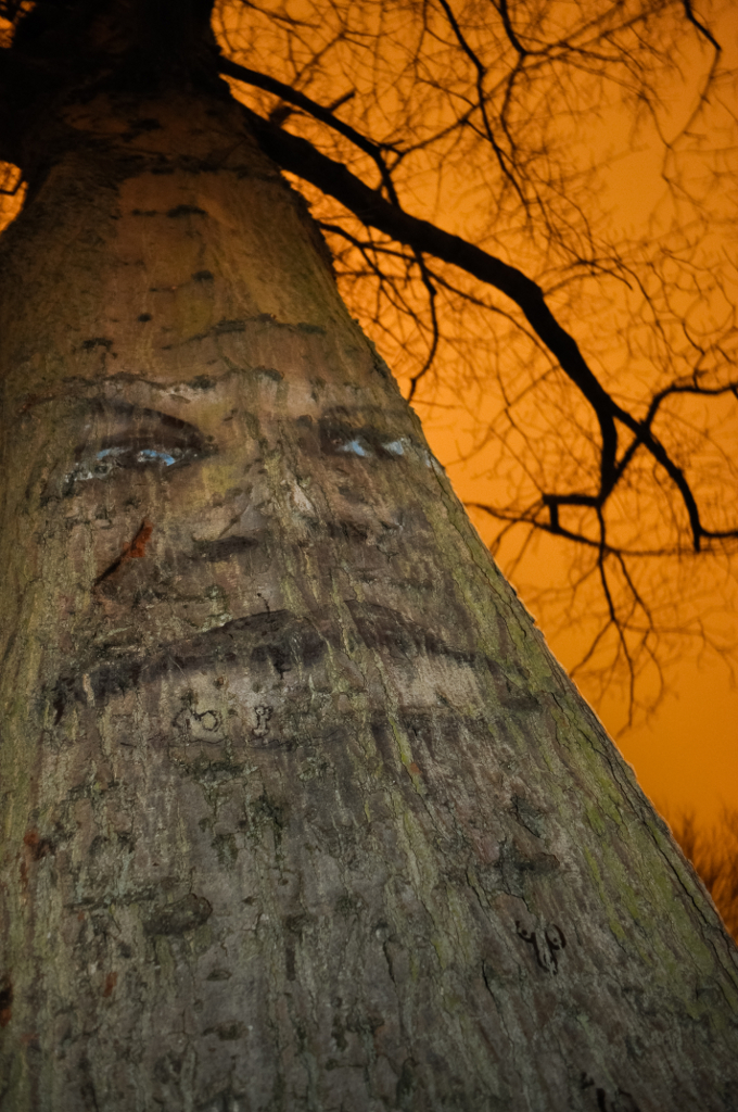 Creative Tree Photography ~ Hits All