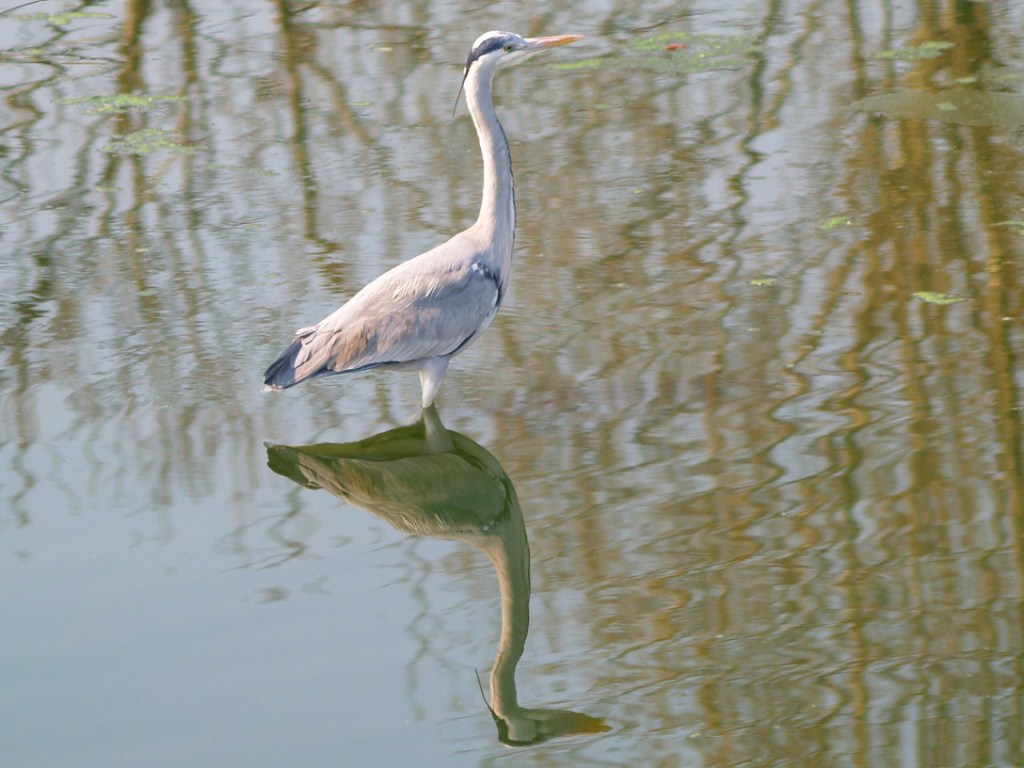 Fotografiando mi Mundo: La Garza Real. Ardea cinerea