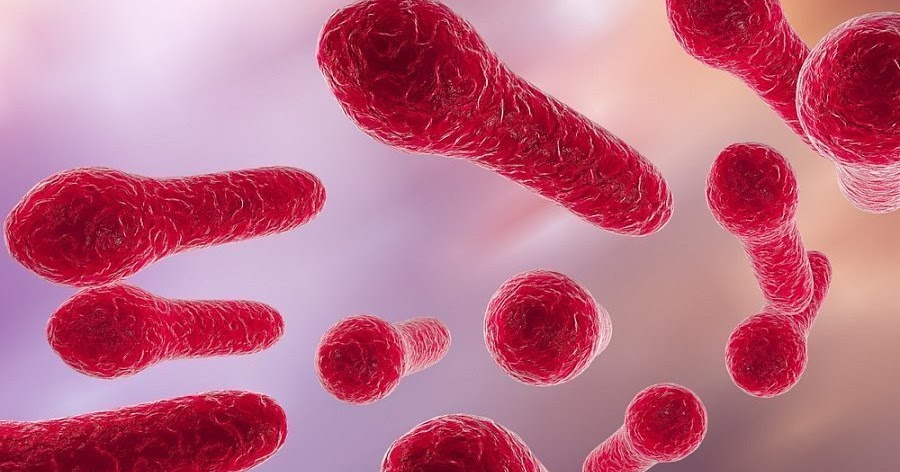 INNO | Making the difference in animal care: Novo método diagnóstico do ...