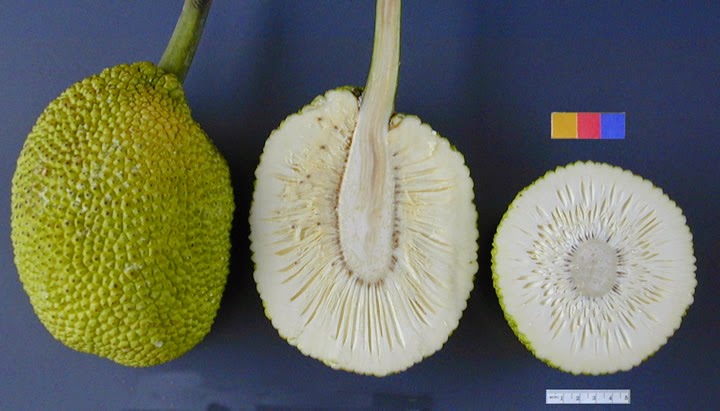 Papaleng Thoughts-Unplugged: 10 Exotic Spiky Fruits