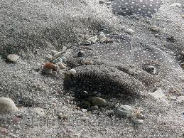 The Jungle Store: The Northern Stargazer - Romantic Name, Terrifying Fish