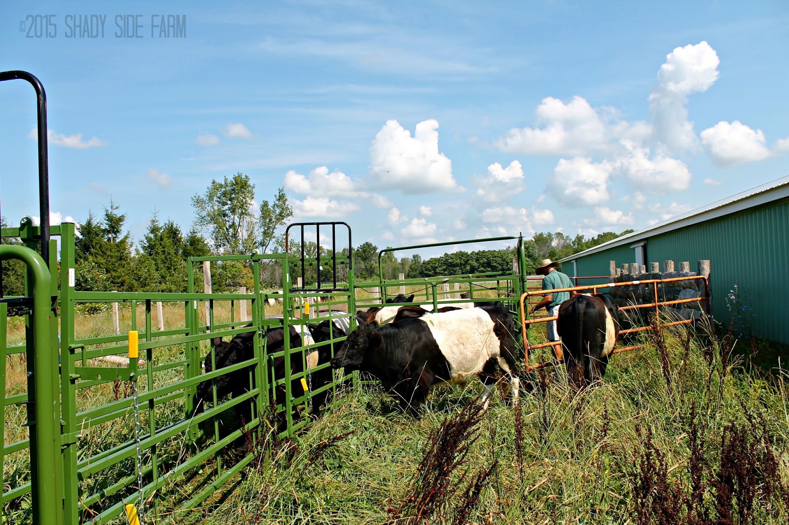 Sorting Cattle: The Importance of the Right Equipment