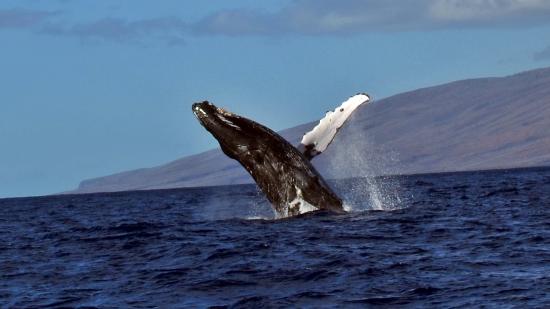 Oh, Island in the sun: Wally de walvis