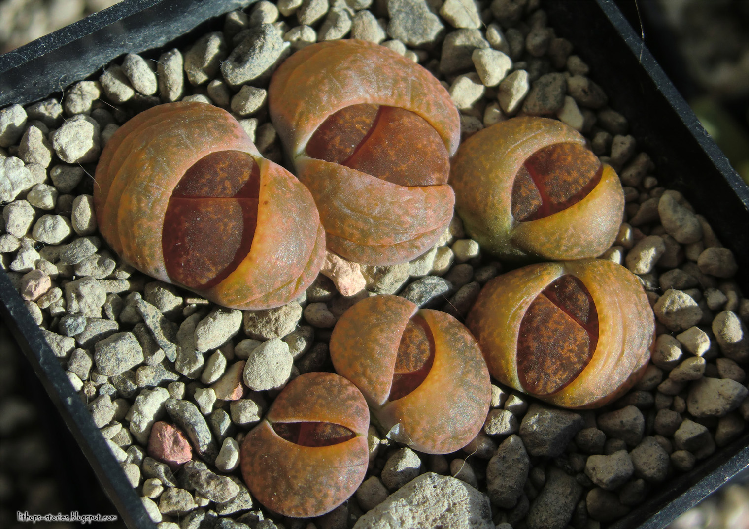 Lithops Stories: Lithops Cultivation Guide