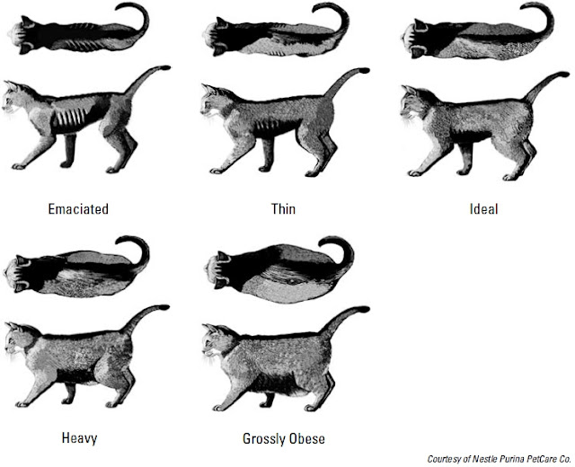 Kitty Care ~ We love pets