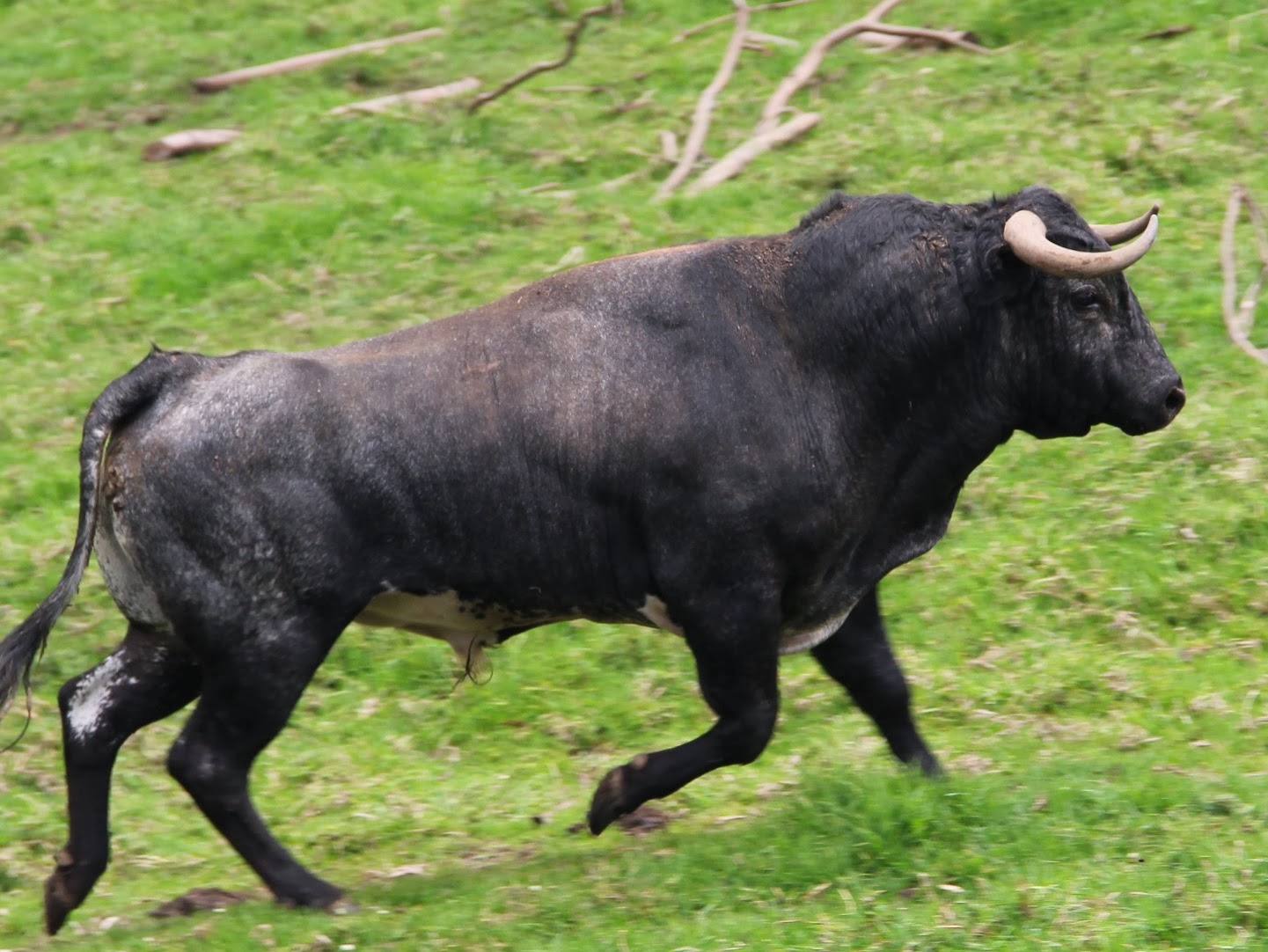 PERÚ TOROS: TOROS DE VISTAHERMOSA Y CAICEDO PARA BAMBAMARCA 2014