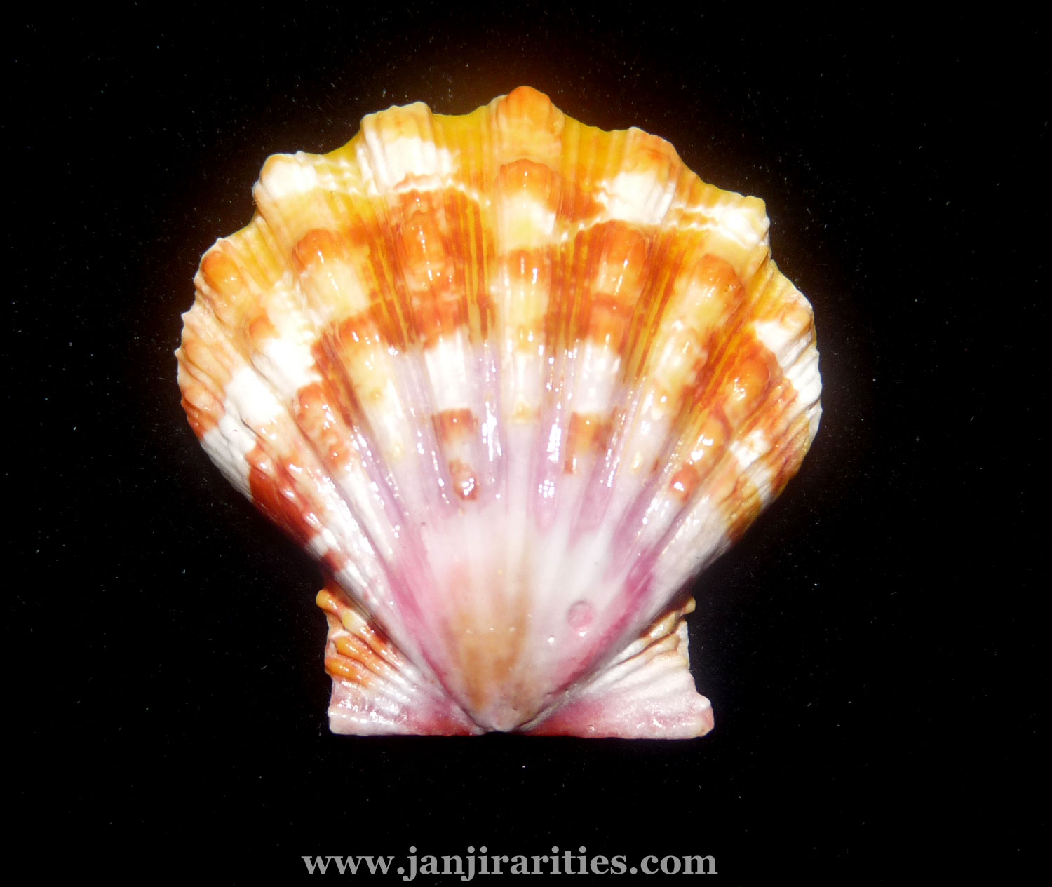 Kahelelani & Sunrise shell jewelry by.... Janjira: Sunrise shells