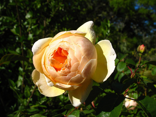 Flowerpedia: Intoxicating Fragranced Roses - Jude The Obscure