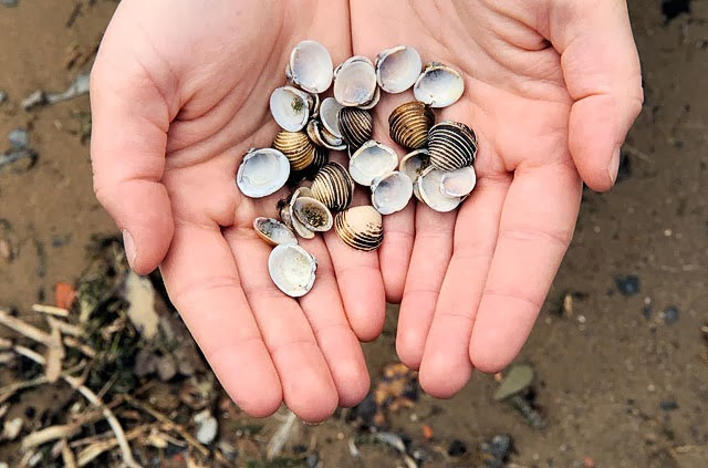 The Invasive Asian Clam: Biology and Ecology