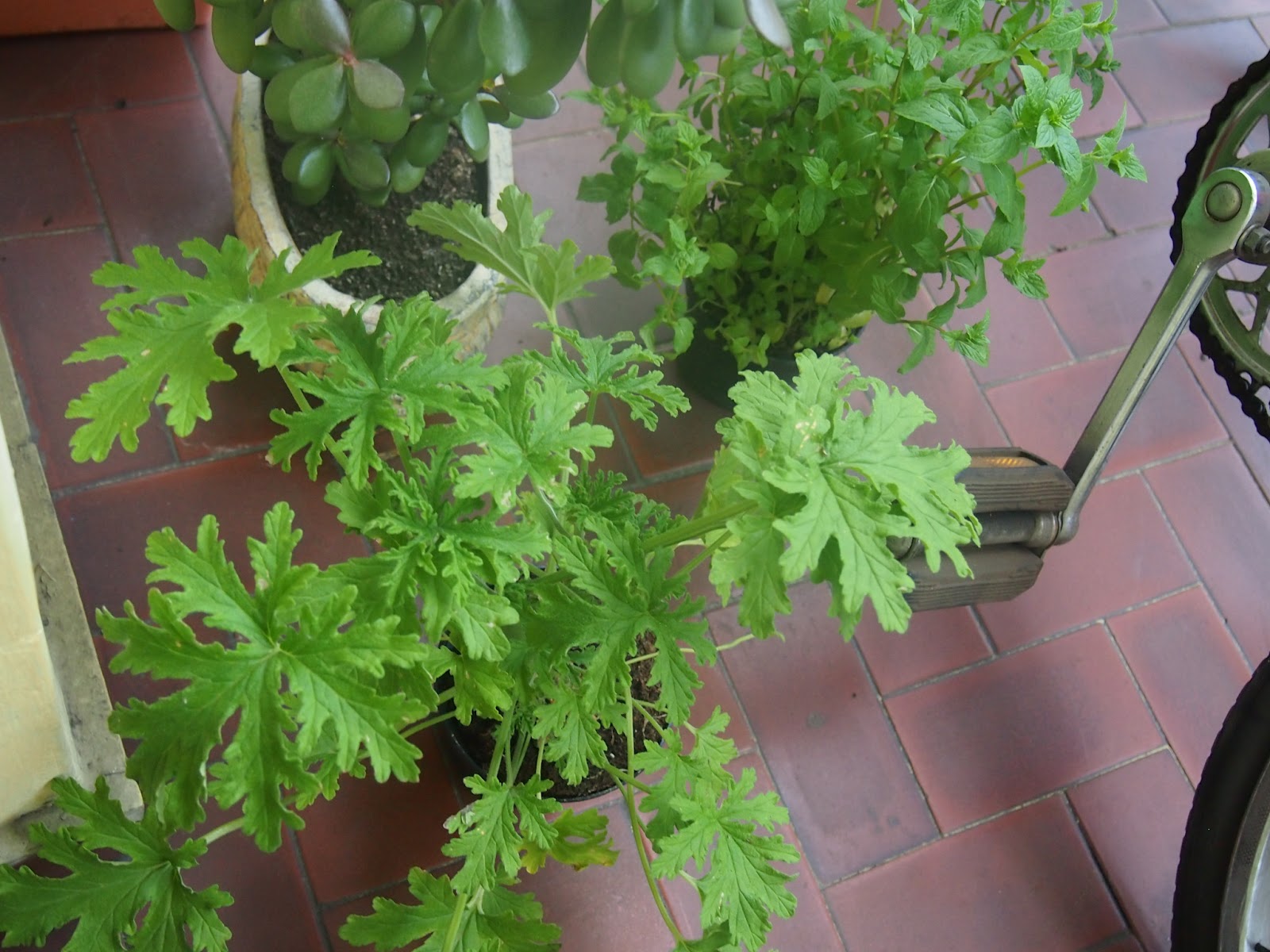 Babcine sposoby w XXI wieku. : Geranium, bodziszek, anginka, pelargonia ...