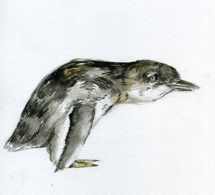 MC drawn: Penguin–sketch: brush, ink and watercolour