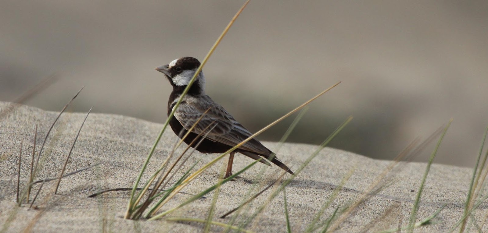 COLNE VALLEY BIRDER: June 2012
