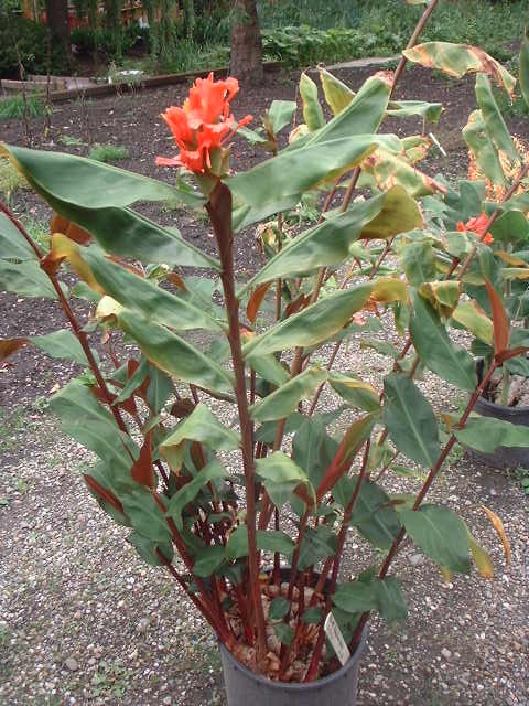 Koopman's Botanica: Hedychium - Siergember