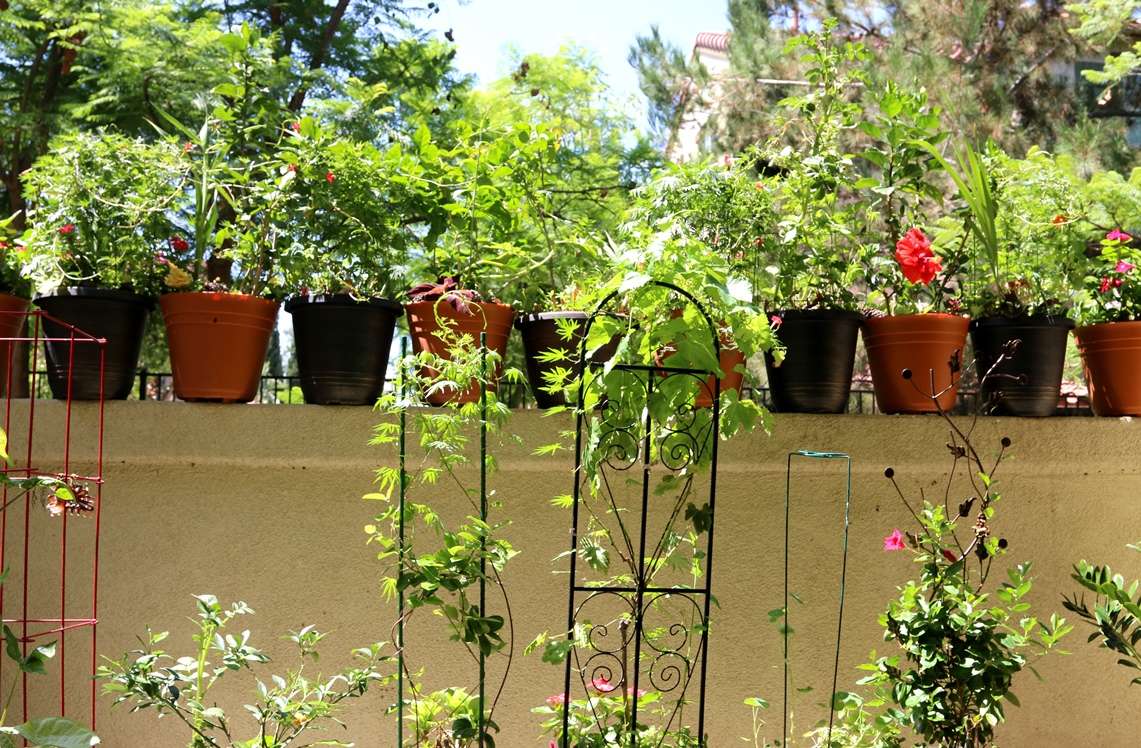 A photo, A thought............: Joy: Reminiscing my Irvine garden.....