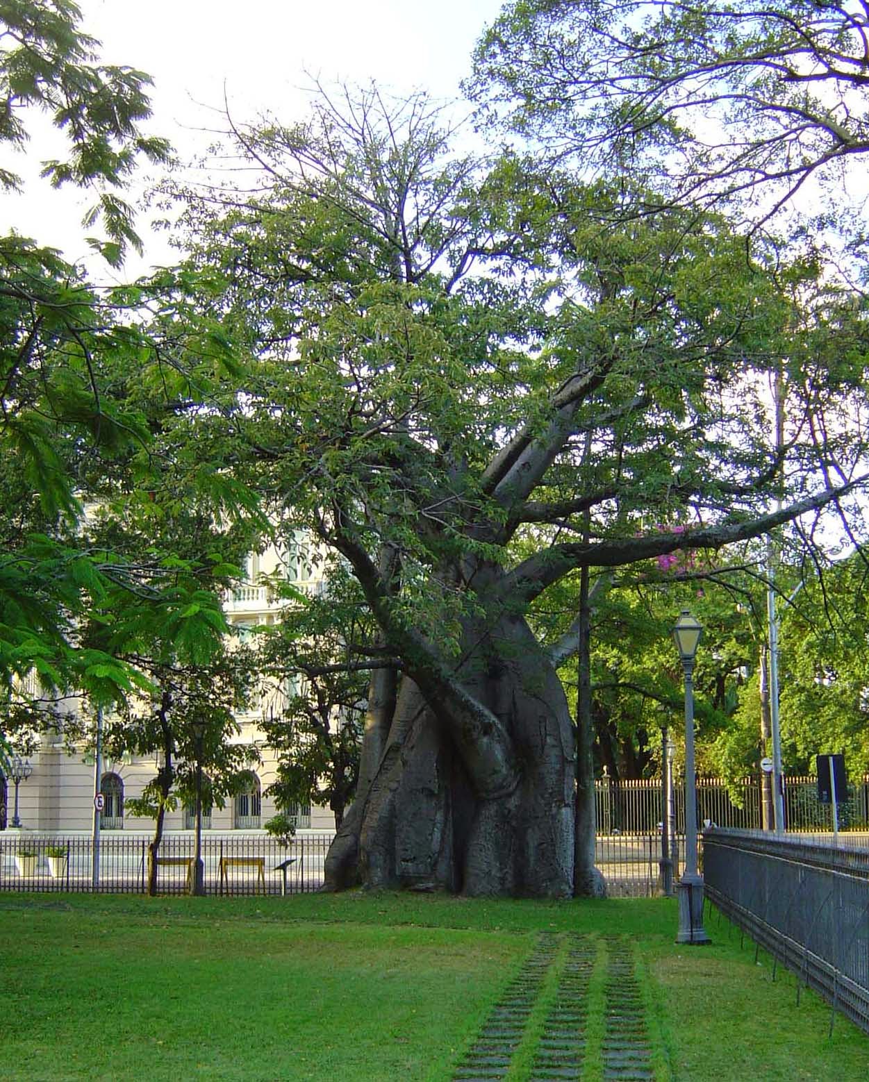 PARA SABER MAIS DE HISTÓRIA: A África, o baobá e a escravidão