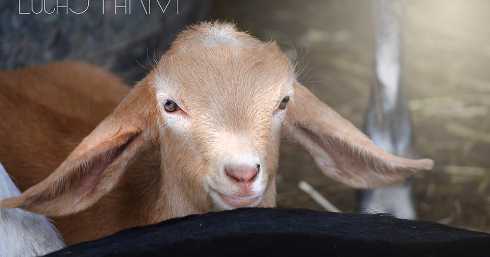 The Tale of the lost Goat