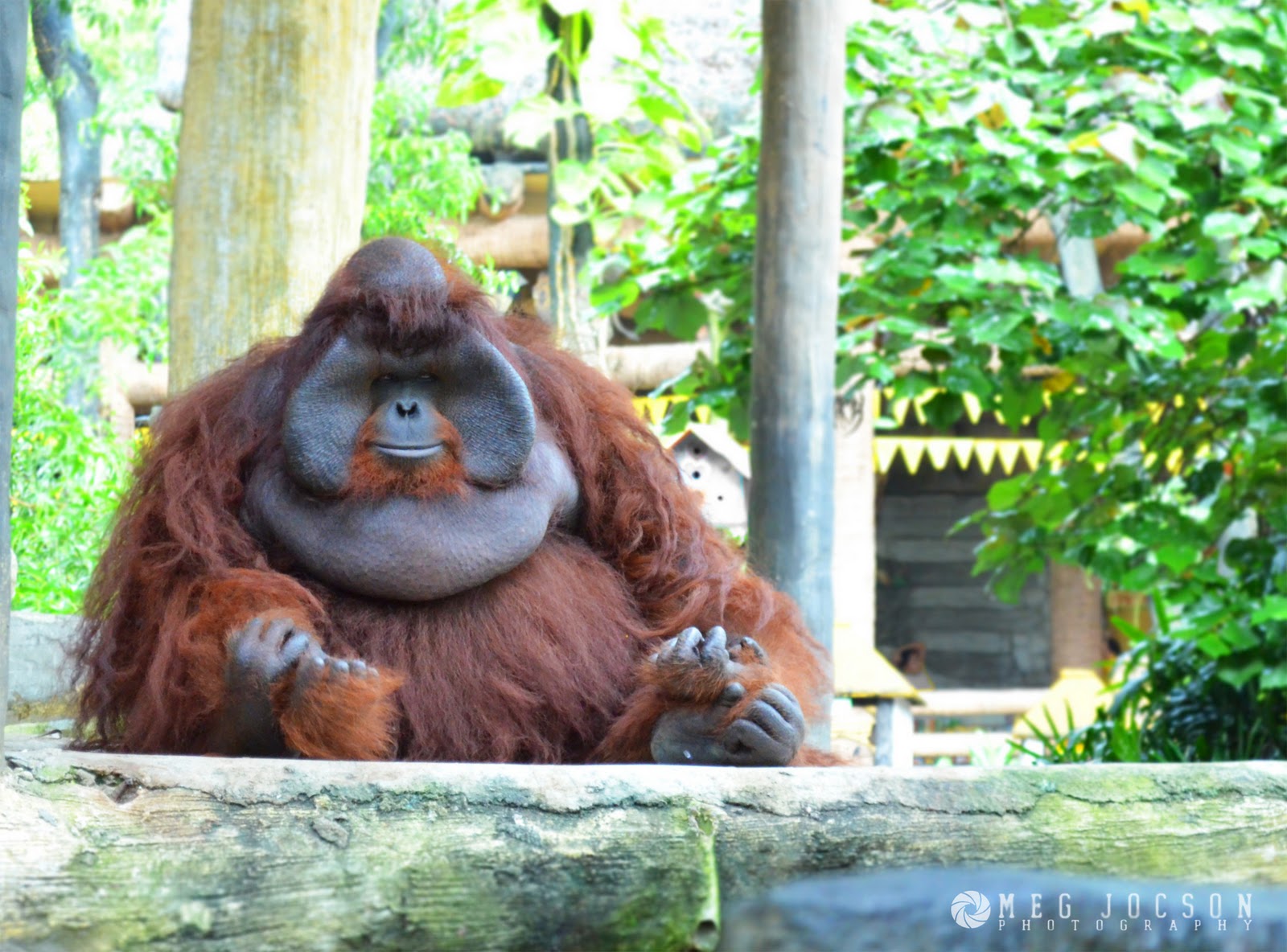My Photography: Avilon Zoo
