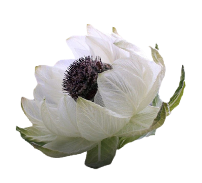 The Benefits of Snow Lotus for Human Body