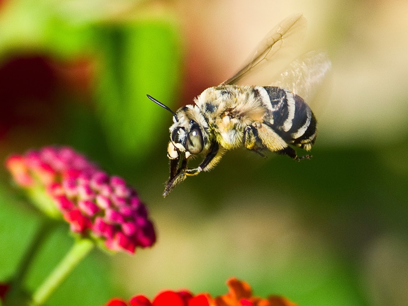 Birding For Pleasure: EXTRA - African Bee