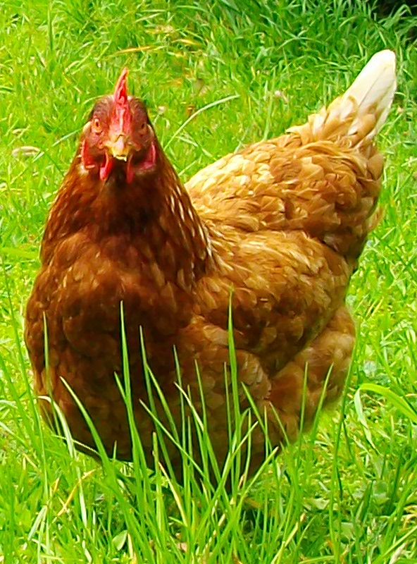 Follyfarm: Season Of The Chicks Part Two