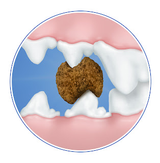 Conversations with Carolyn: Eukanuba Review 12/23/12