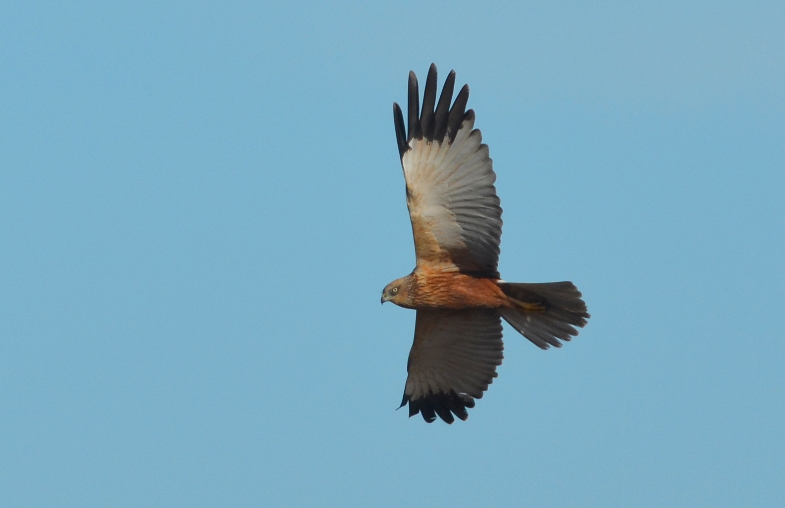 The Early Birder: Marsh Harrier