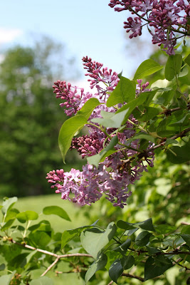 Reggie Darling: The Lilacs of Darlington